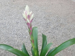 Gallery | Galles Greenhouse